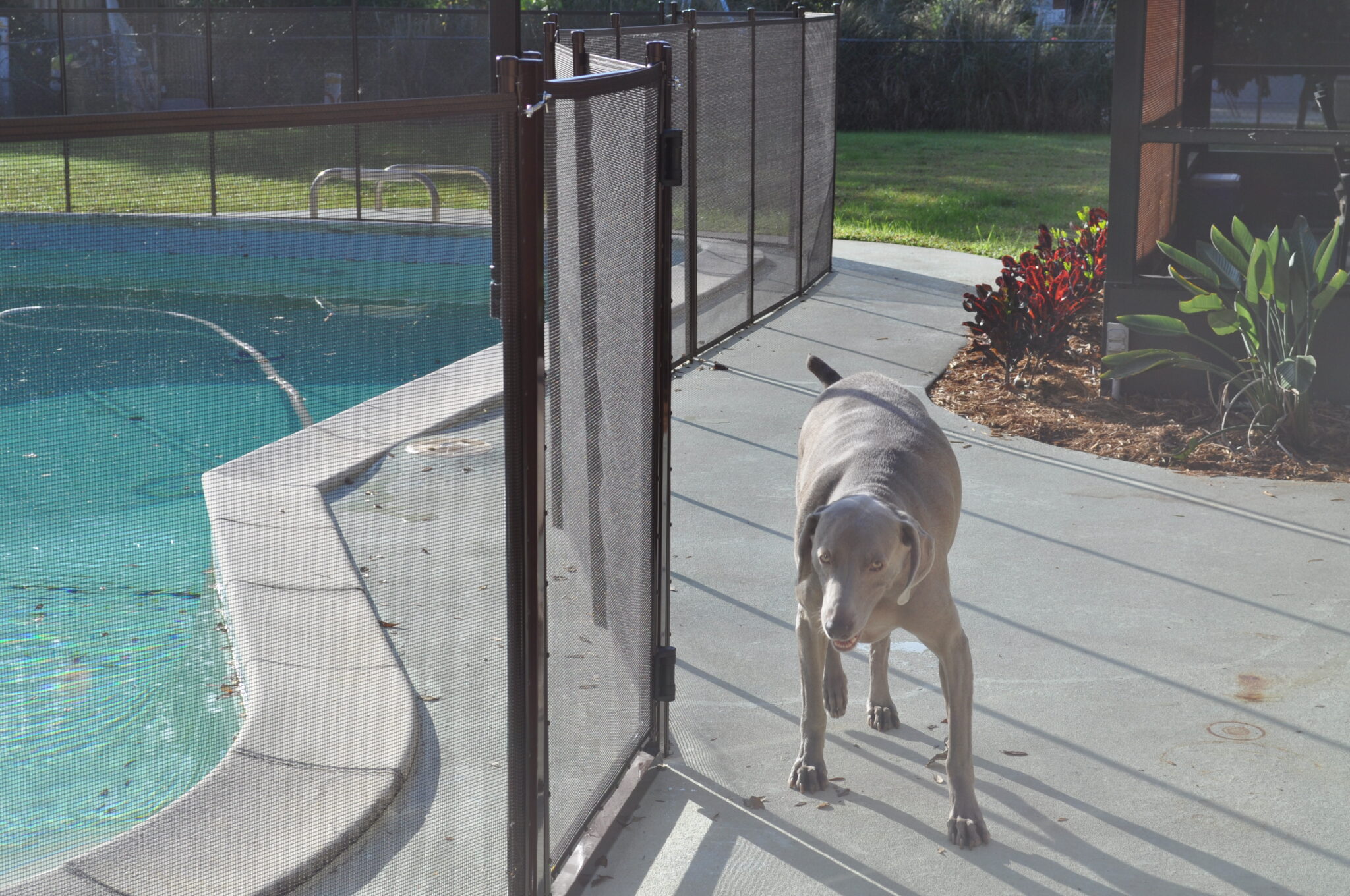 Pool Fence for Dogs | Pool Safety Barrier for Pets (2025)