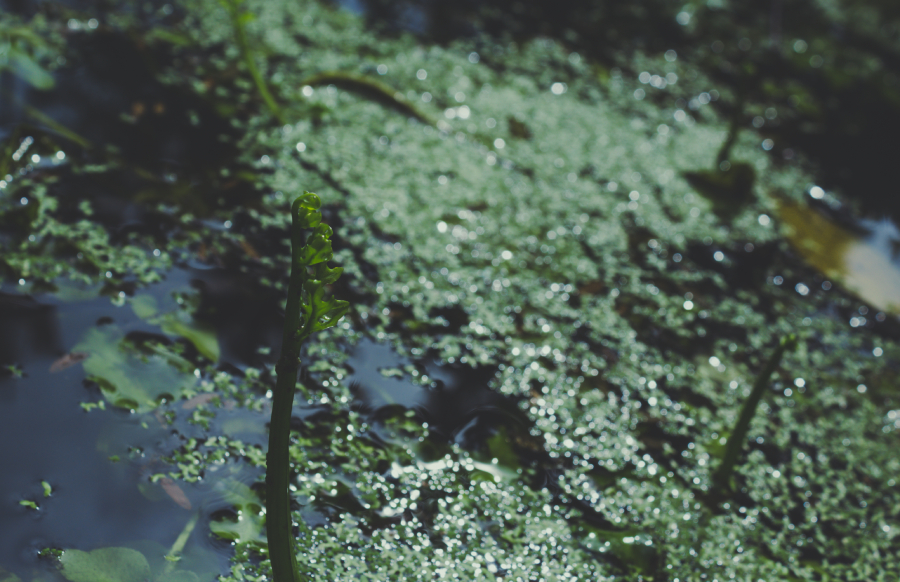 Is It Safe to Swim in a Pool With Algae? Risks & Safety Tips